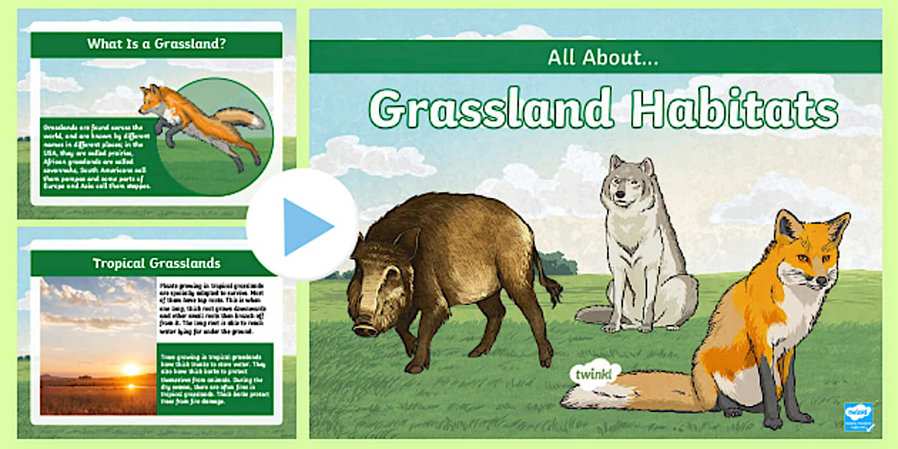 KS2 All About Grassland Habitats PowerPoint - Twinkl
