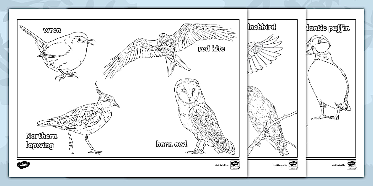 Birds of Ireland Colouring Sheets (teacher made) - Twinkl