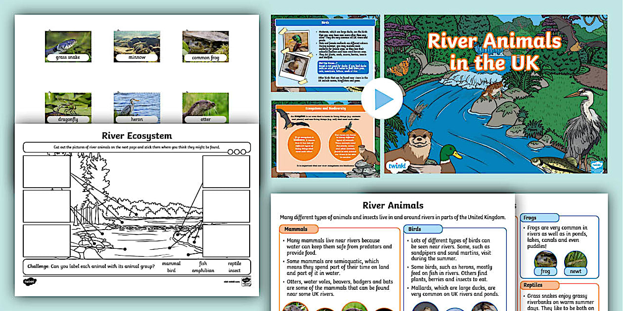KS1 River Animals PowerPoint, Fact File and Activity Pack