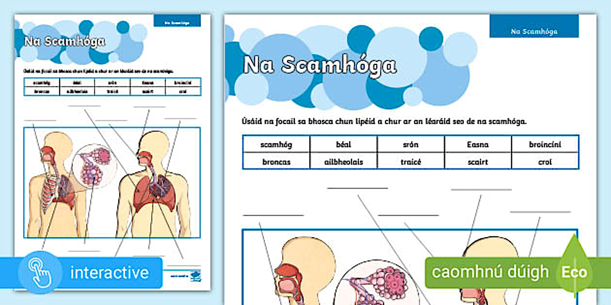 Breathing and the Lungs Labelling Activity Gaeilge 3rd and 4th Classes