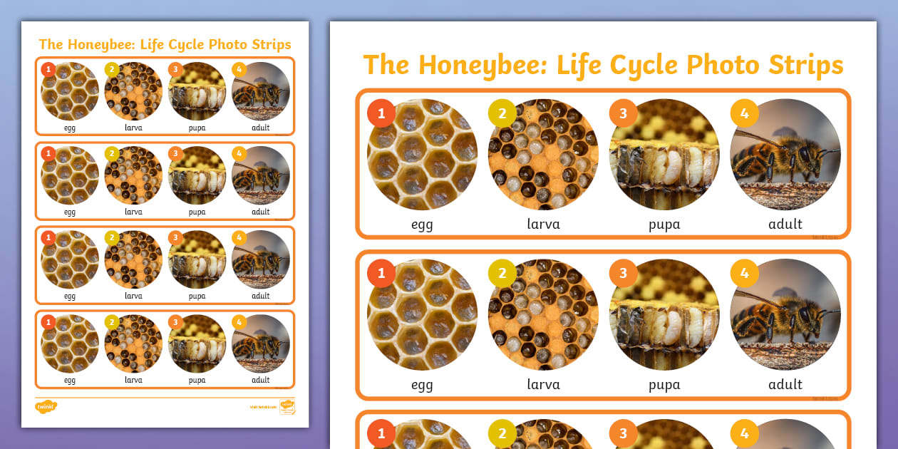 Honeybee Life Cycle Photo Strip (teacher made) - Twinkl