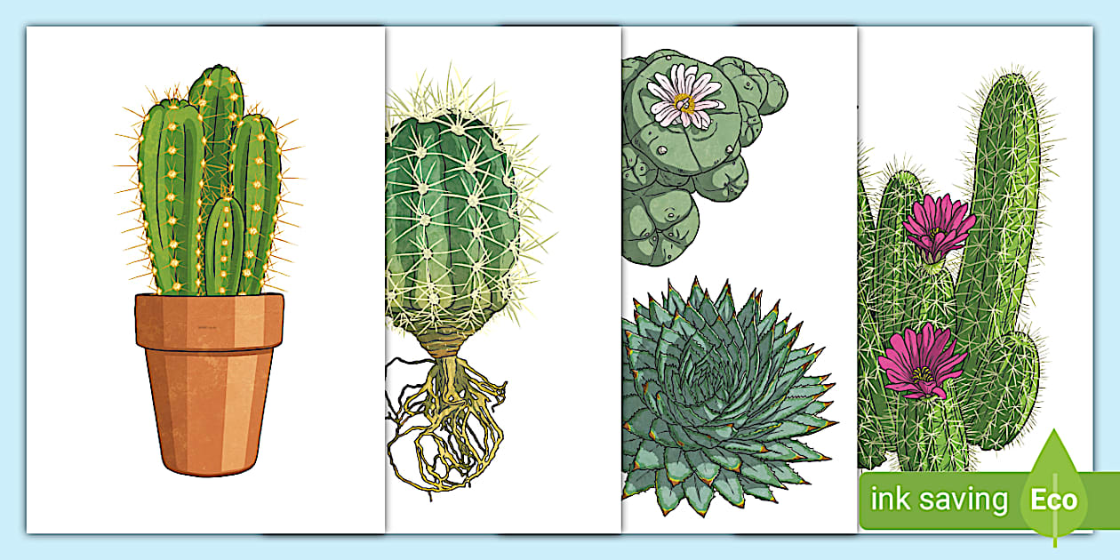 Cactus Display Cut-Outs - KS2 - Desert - Classroom Themes