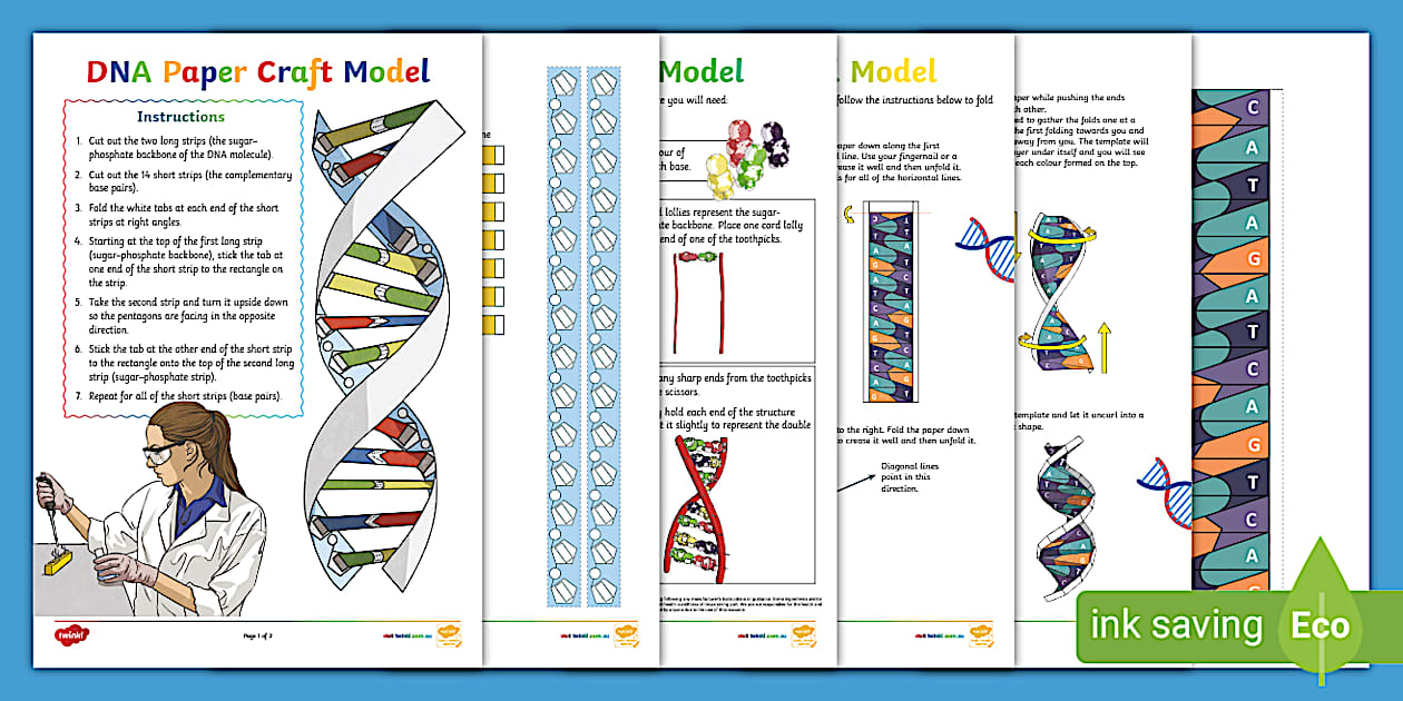 DNA Model Simple Craft Activity - Science (teacher made)