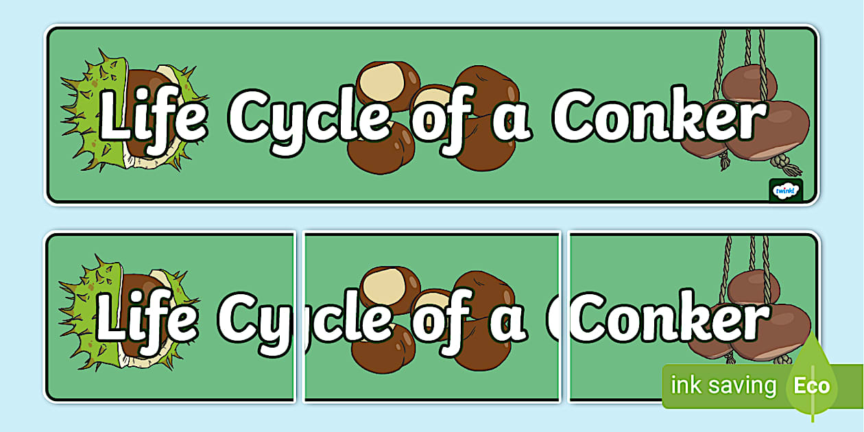 Conkers Life Cycle Display Banner First/ Second Class