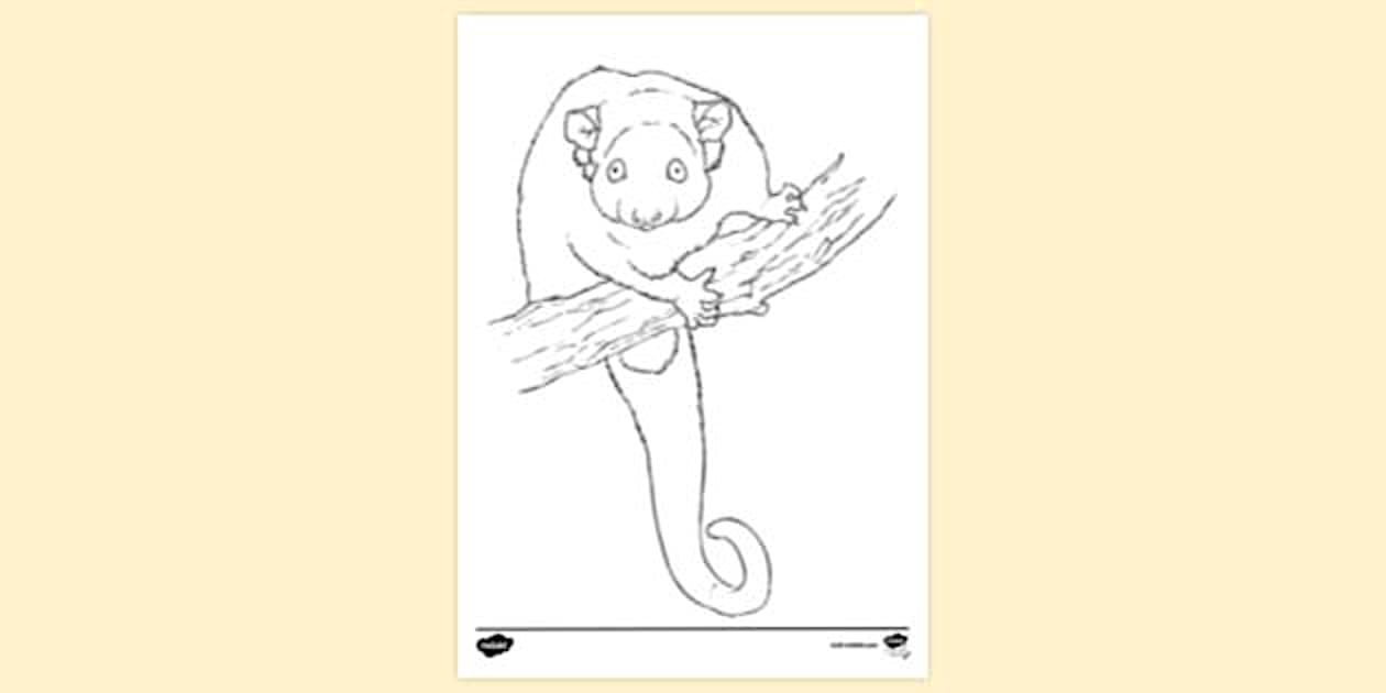 Ringtail Possum Colouring Sheet | Colouring Sheets - Twinkl