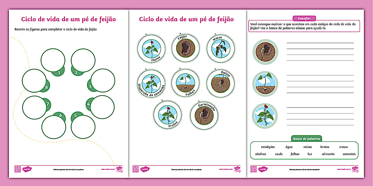 Ciclo de vida de uma planta - folhas de atividade - Twinkl