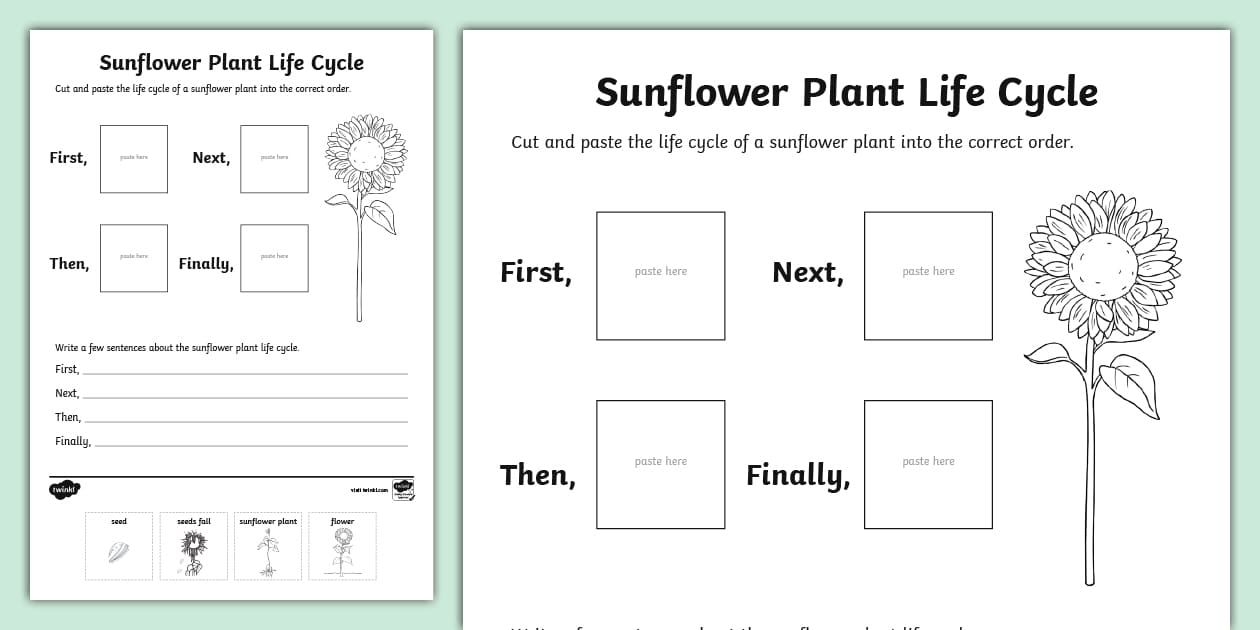 Life Cycle of a Plant Worksheet | Plant Sequencing Activity