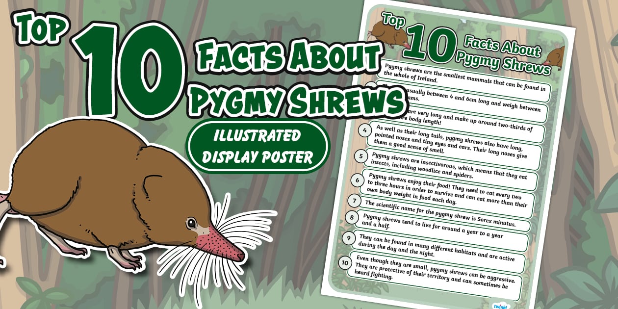 Top 10 Facts About Pygmy Shrews Display Poster