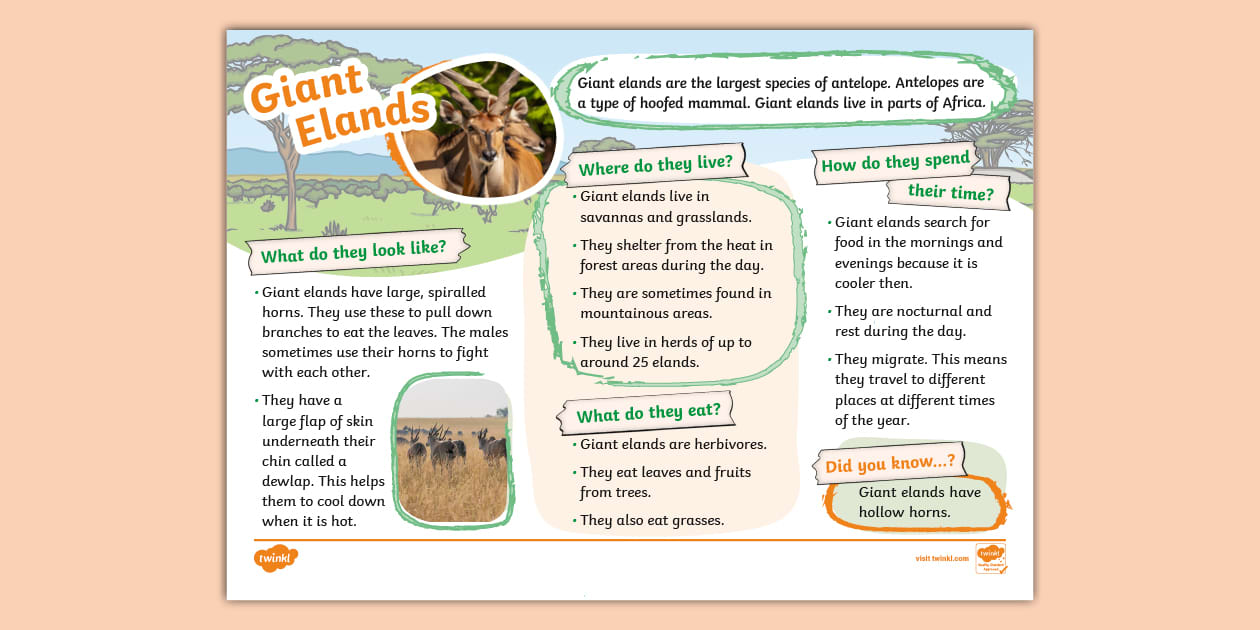 Giant Eland Fact File - Antelope - KS1 (Teacher-Made)