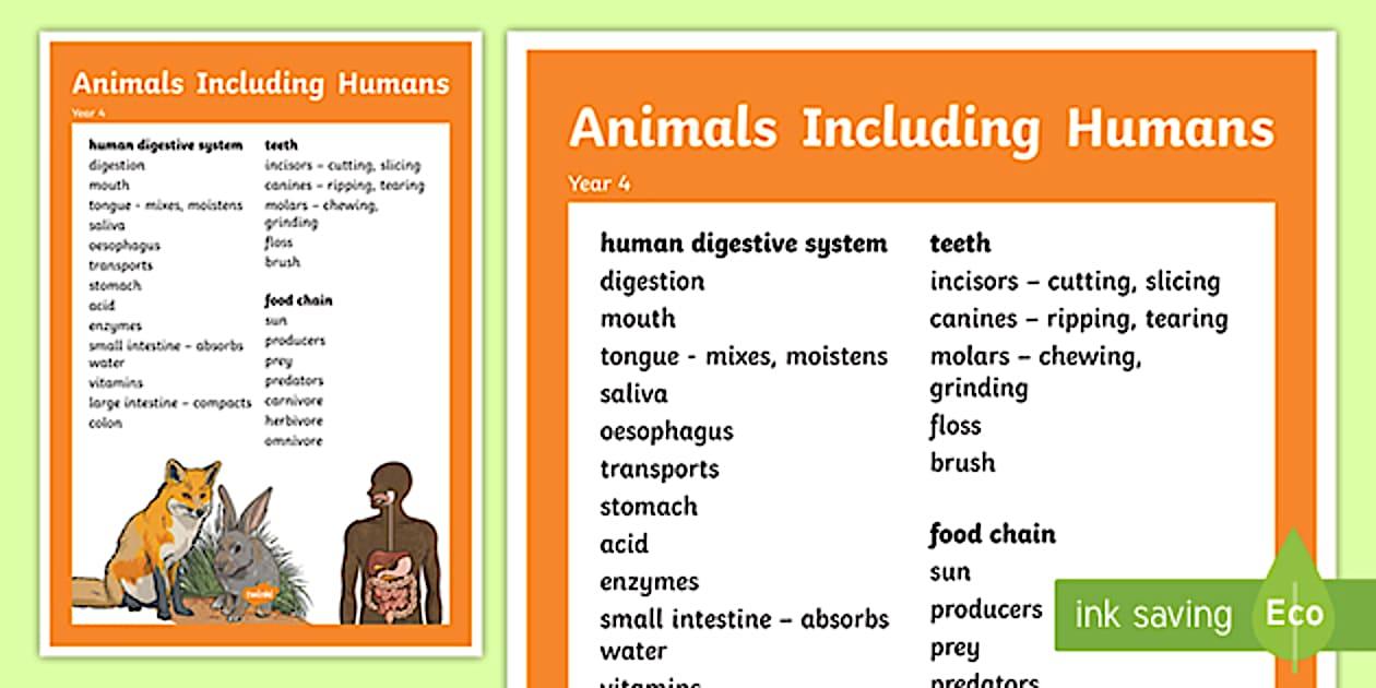 Year 4 Animals Including Humans Scientific Vocabulary Poster