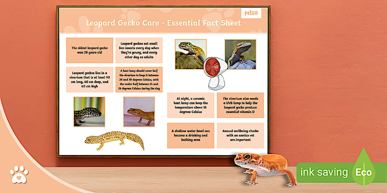 Leopard Gecko Care Guide - Essential Fact Sheet - Twinkl
