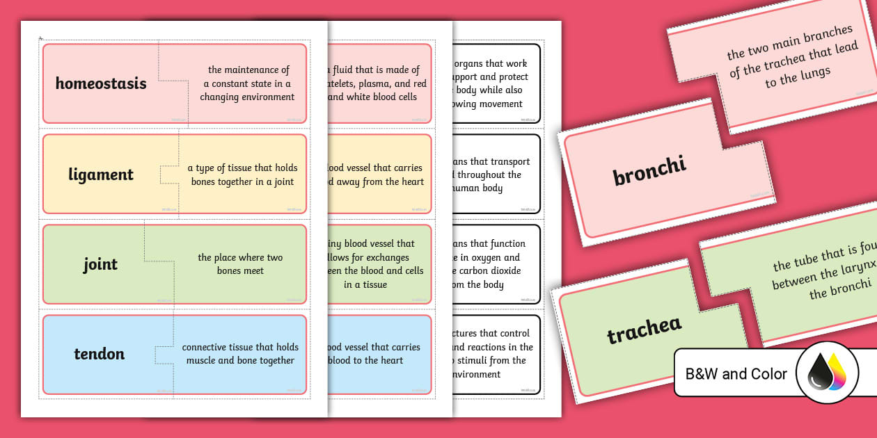 Human Body Vocabulary Puzzle Cards for 6th-8th Grade