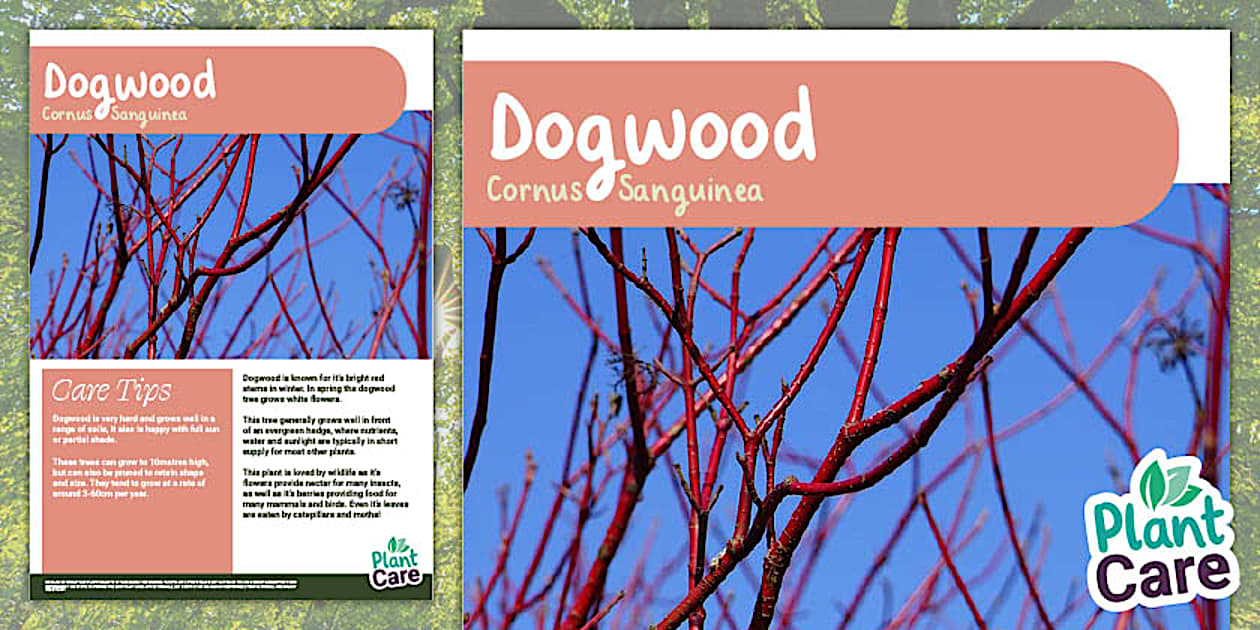 Tree Fact File: Dogwood (teacher made) - Twinkl