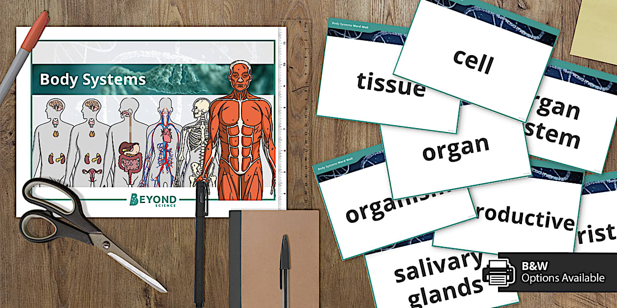 Body Systems Word Wall (Hecho por educadores) - Twinkl