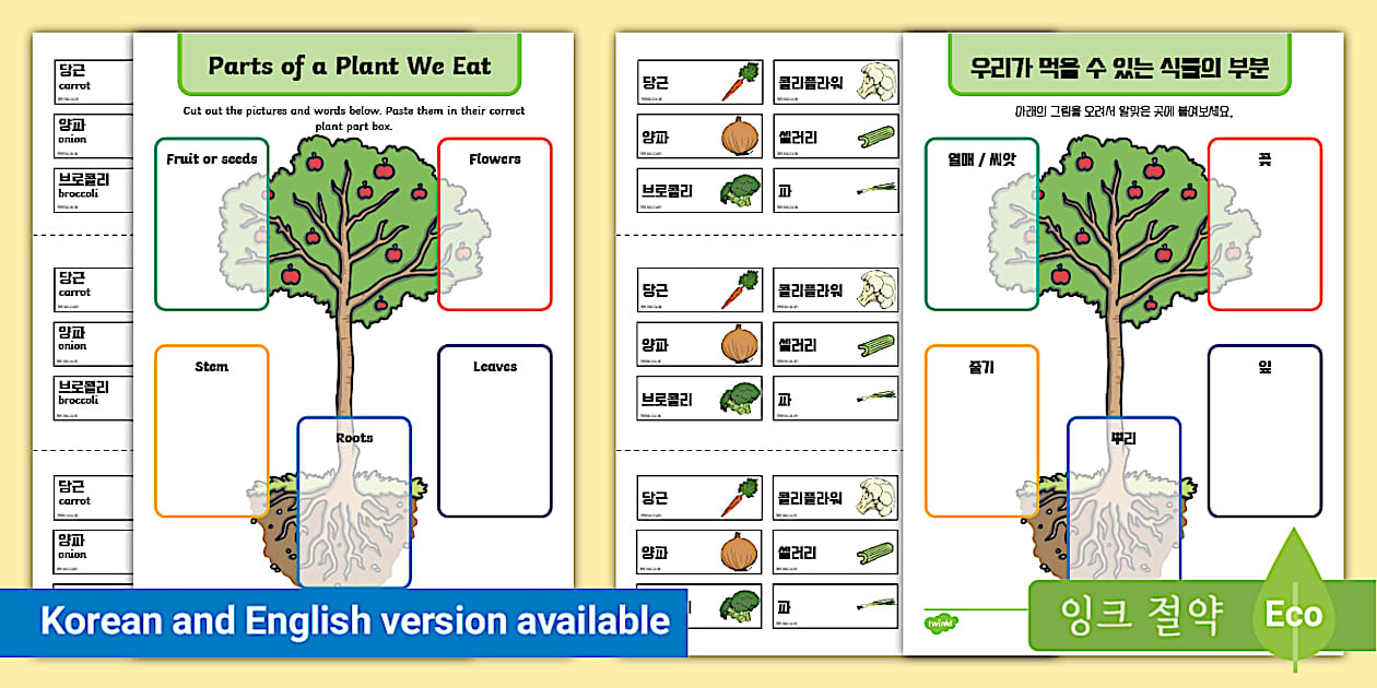 우리가 먹는 식물의 부분 활동지 Which Plant Parts Can We Eat? Activity