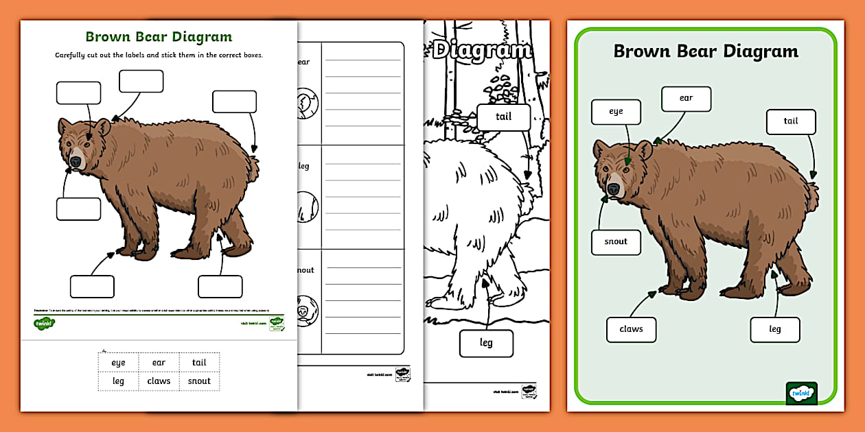 Brown Bear Diagram Pack
