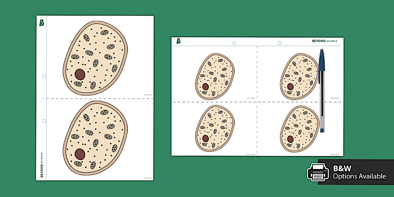 Yeast Cell Illustration | KS3 Biology | Beyond Science