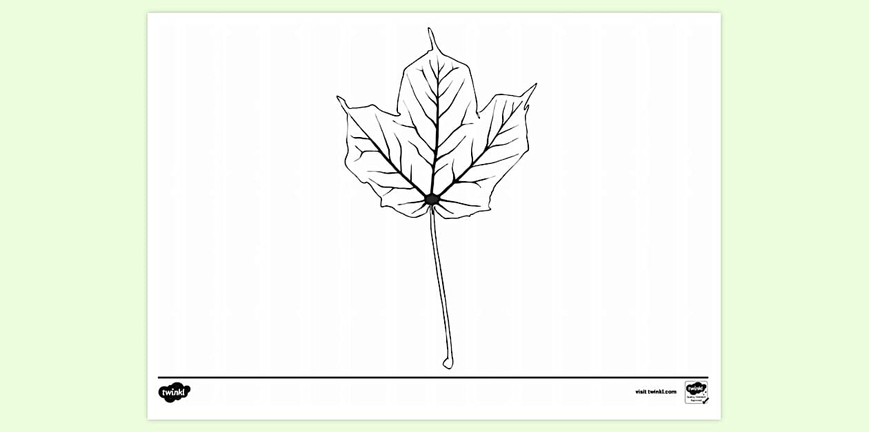 Black Maple Leaf Colouring Sheet | Colouring Sheets - Twinkl