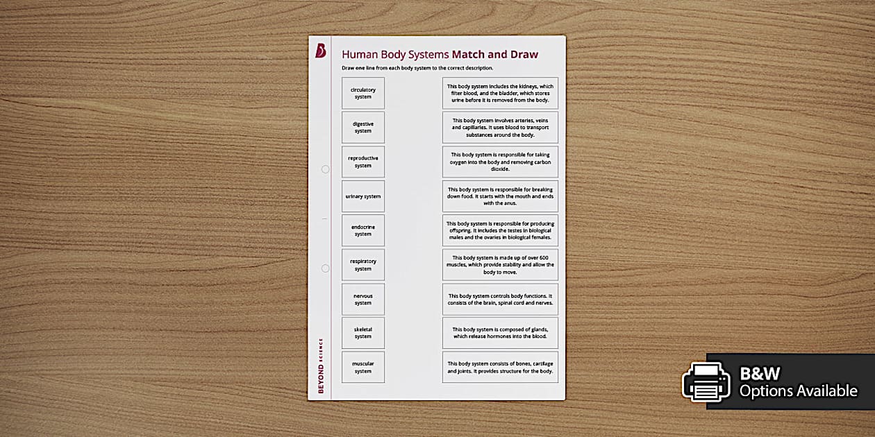 Organ System Match and Draw - Beyond Secondary - Science