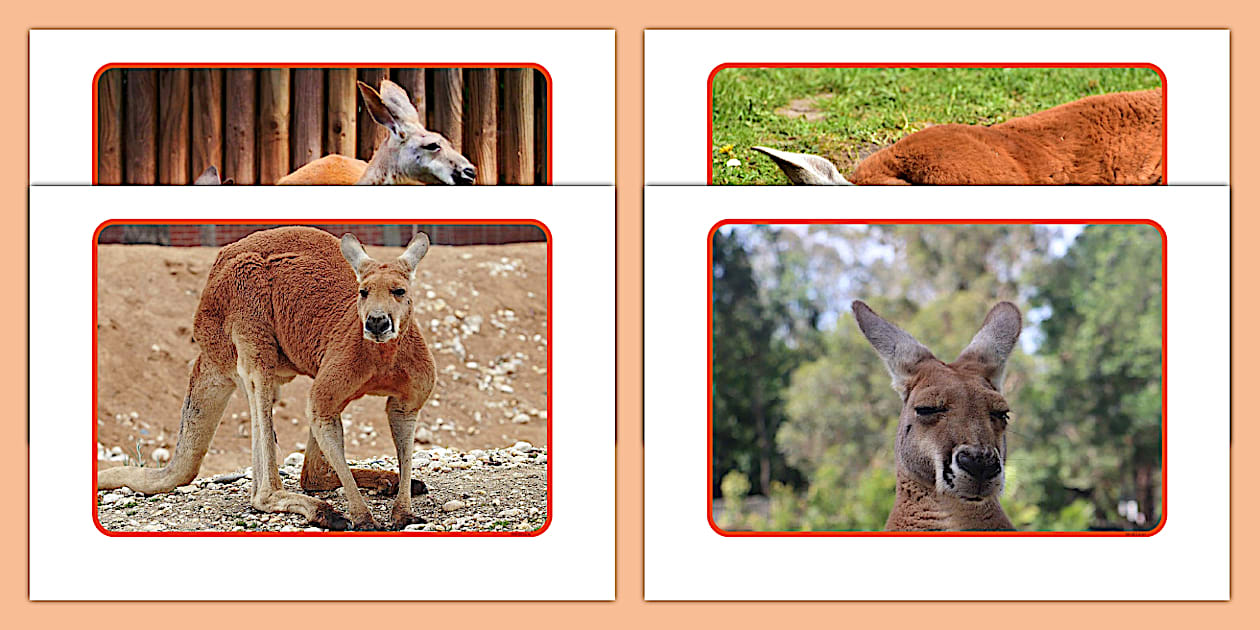 The Red Kangaroo: The Tallest Kangaroo Photo Pack - Twinkl