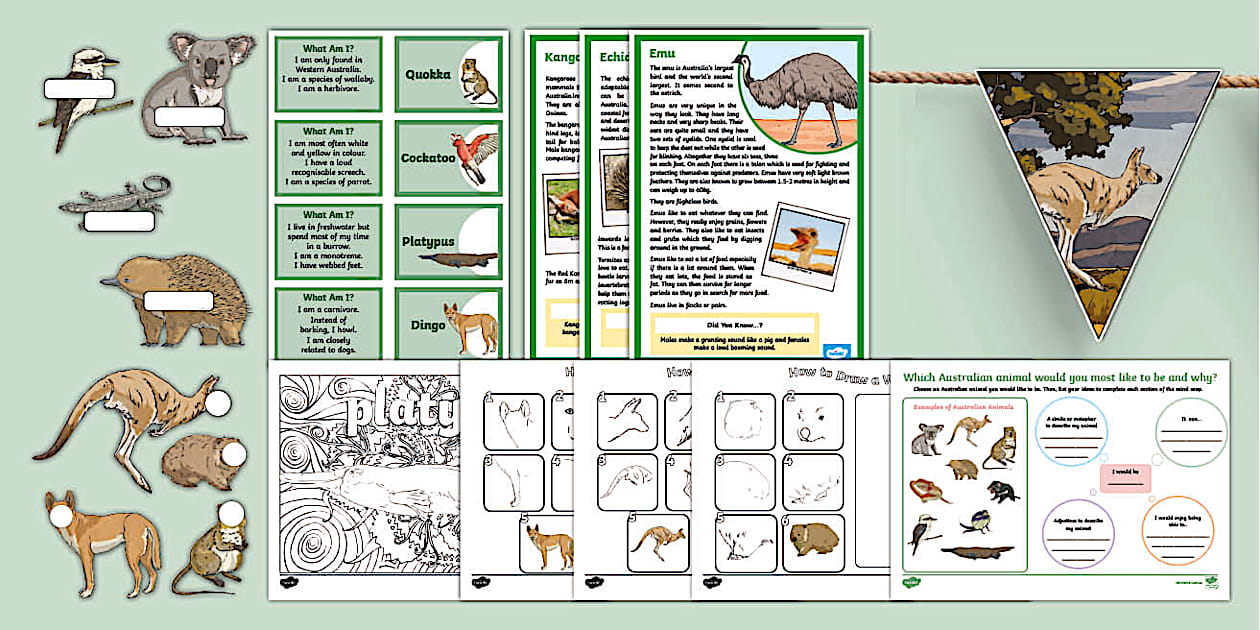 Native Australian Animals Display and Activity Pack - Twinkl