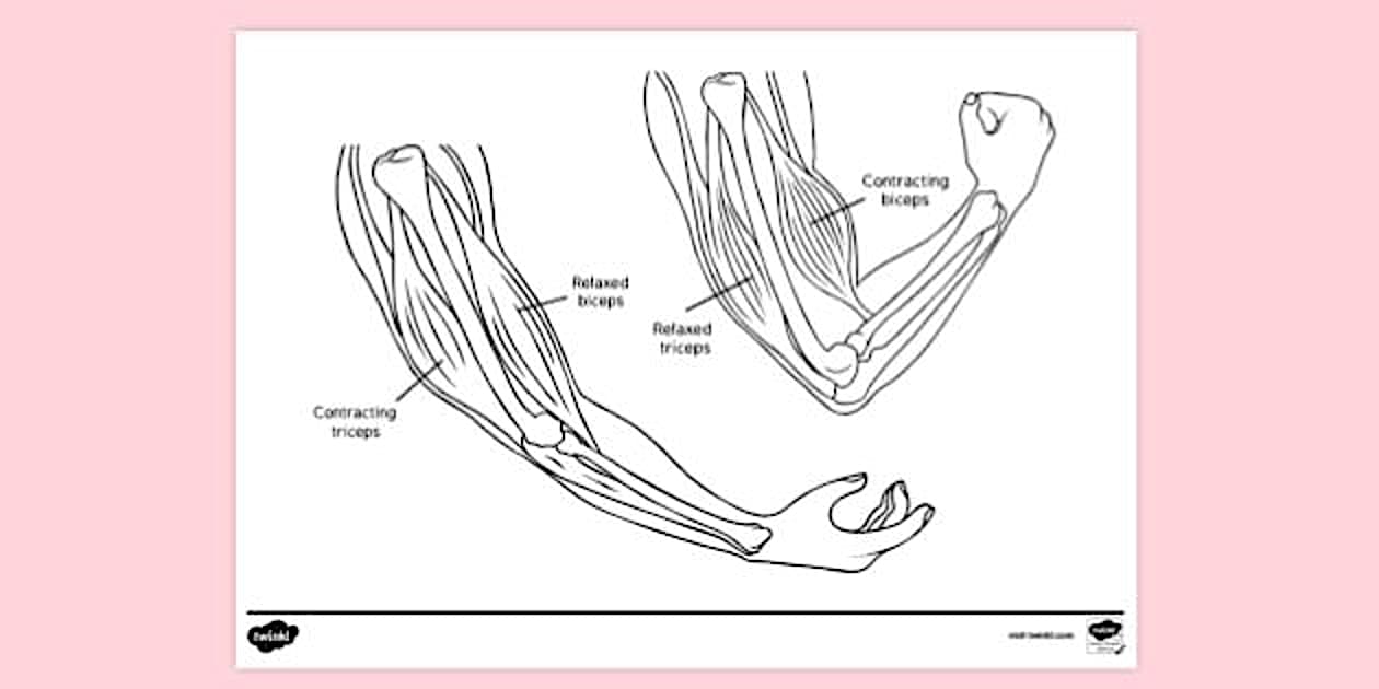 Muscle Diagram | Colouring Sheets (teacher made) - Twinkl