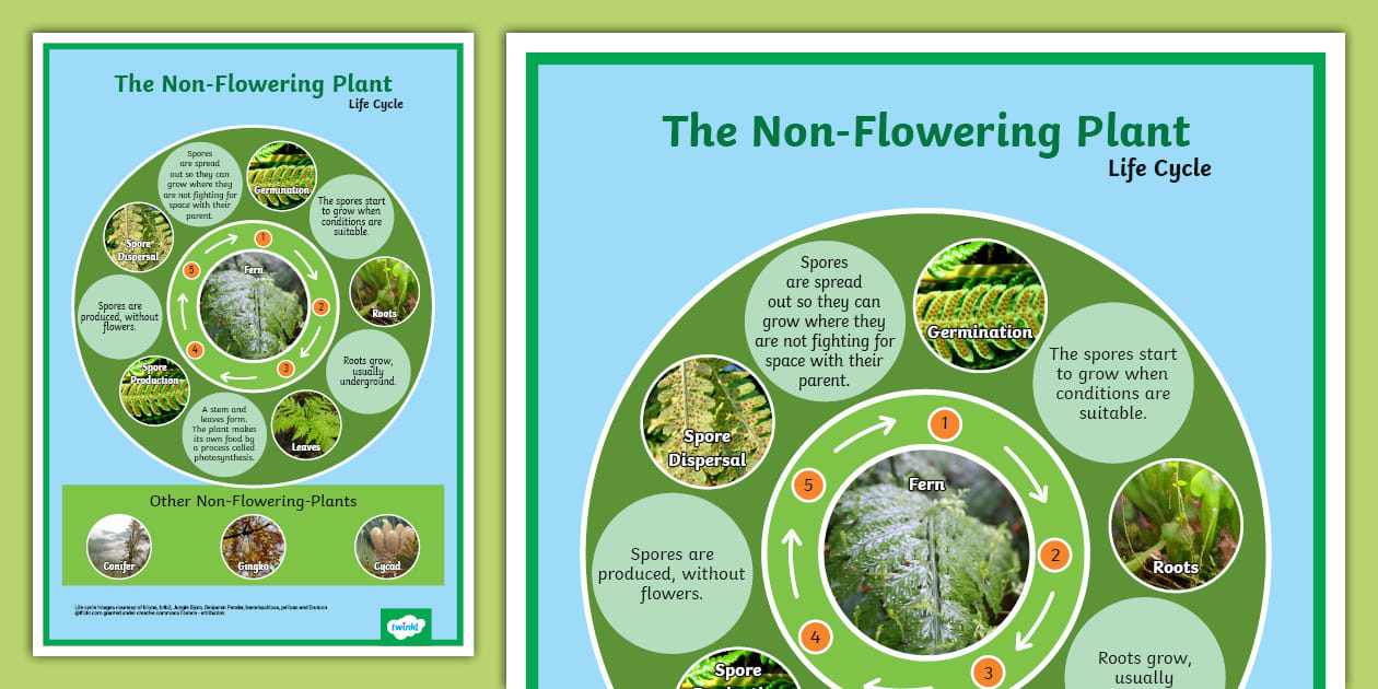 Non Flowering Plant Life Cycle Display Poster (teacher made)