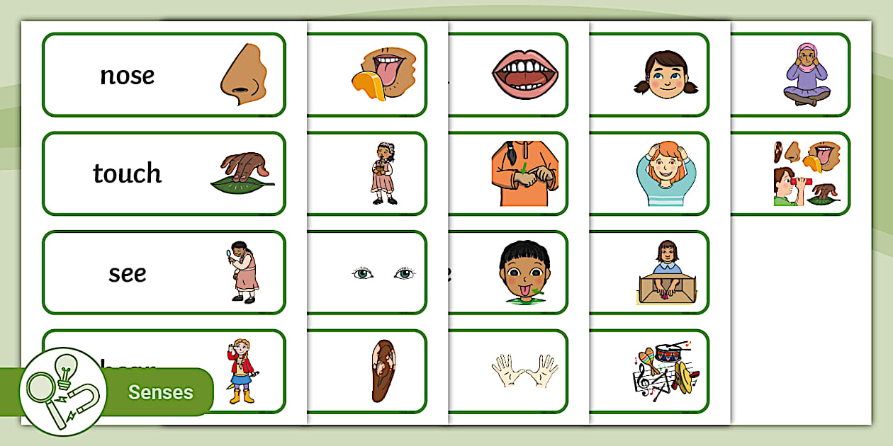 Kindergarten Science Vocabulary Cards: Senses | White Rose Science