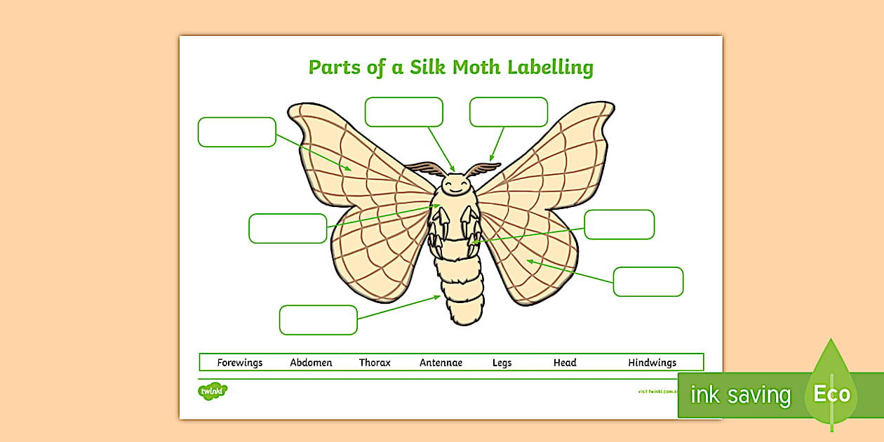 Parts of a Silk Moth Activity Worksheet | Twinkl - Twinkl