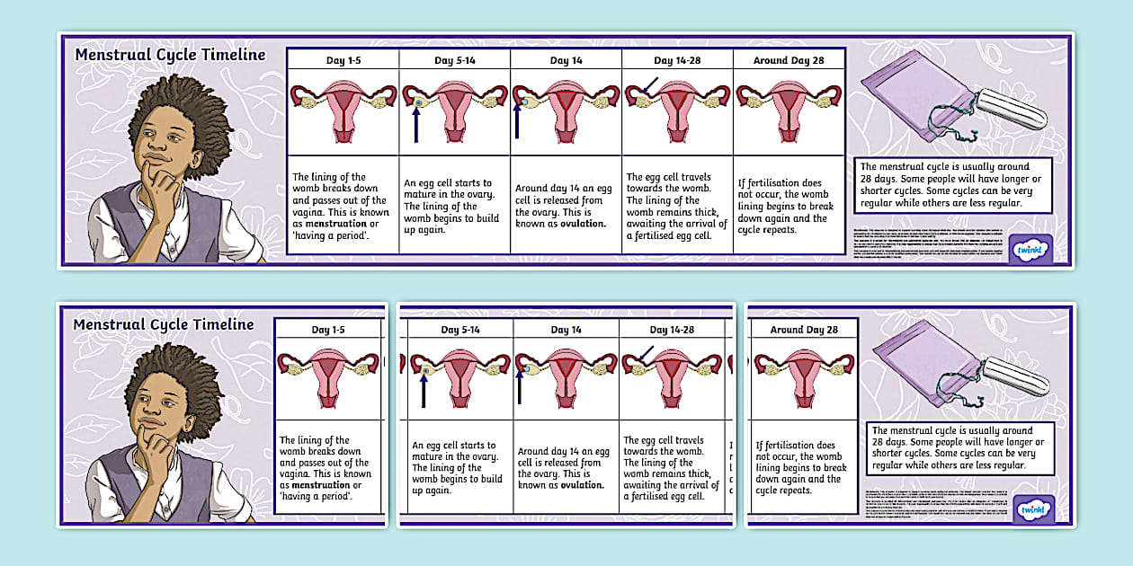 RSHP Introduction to the Menstrual Cycle Display Timeline