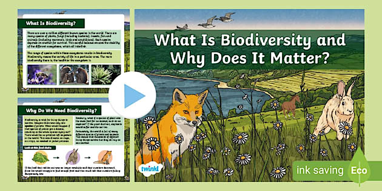 Human Impact On Biodiversity | Ecosystems | Twinkl | KS2