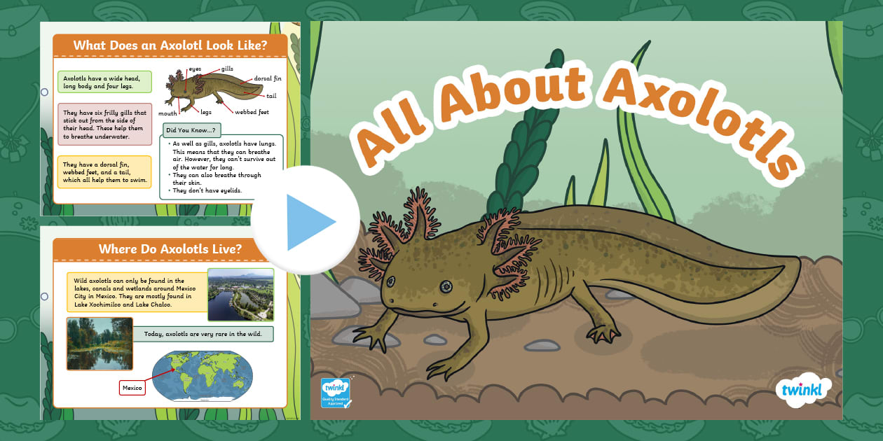 KS1 All About Axolotls PowerPoint (teacher made) - Twinkl