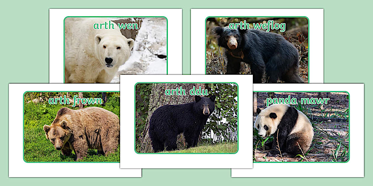 Lluniau Arddangos Eirth (teacher made) - Twinkl