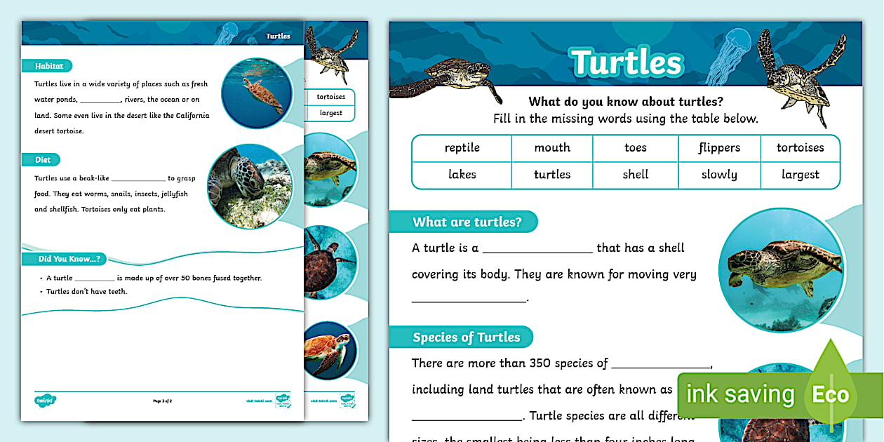 Turtles Cloze Worksheet (professor feito) - Twinkl