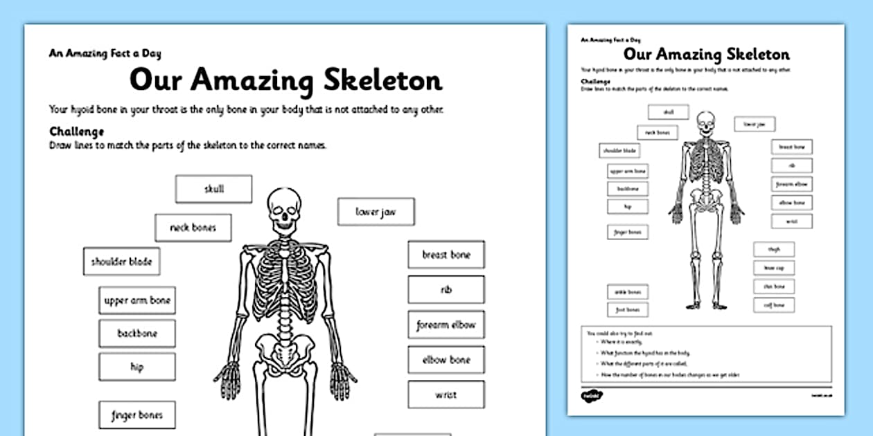 Our Amazing Skeleton Worksheet - Skeleton with Labels