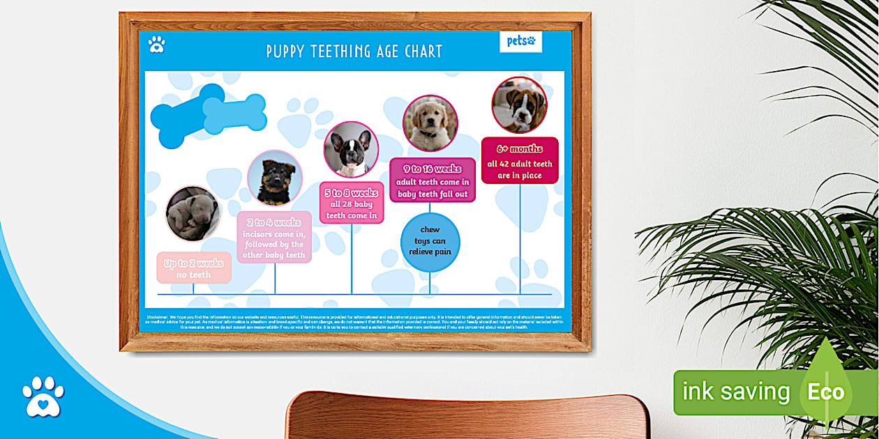 Puppy Teething Age Chart - Puppy Poster - Dog - Twinkl Pets