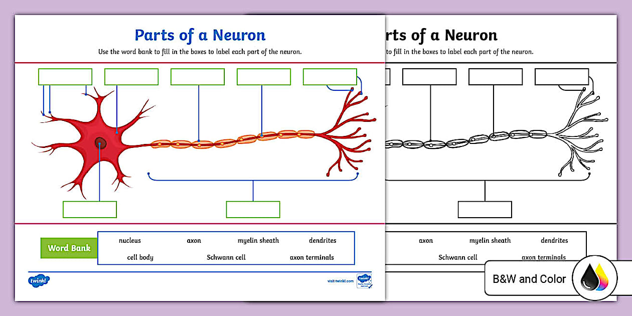 Parts of a Neuron Labeling Worksheet for 3rd-5th Grade