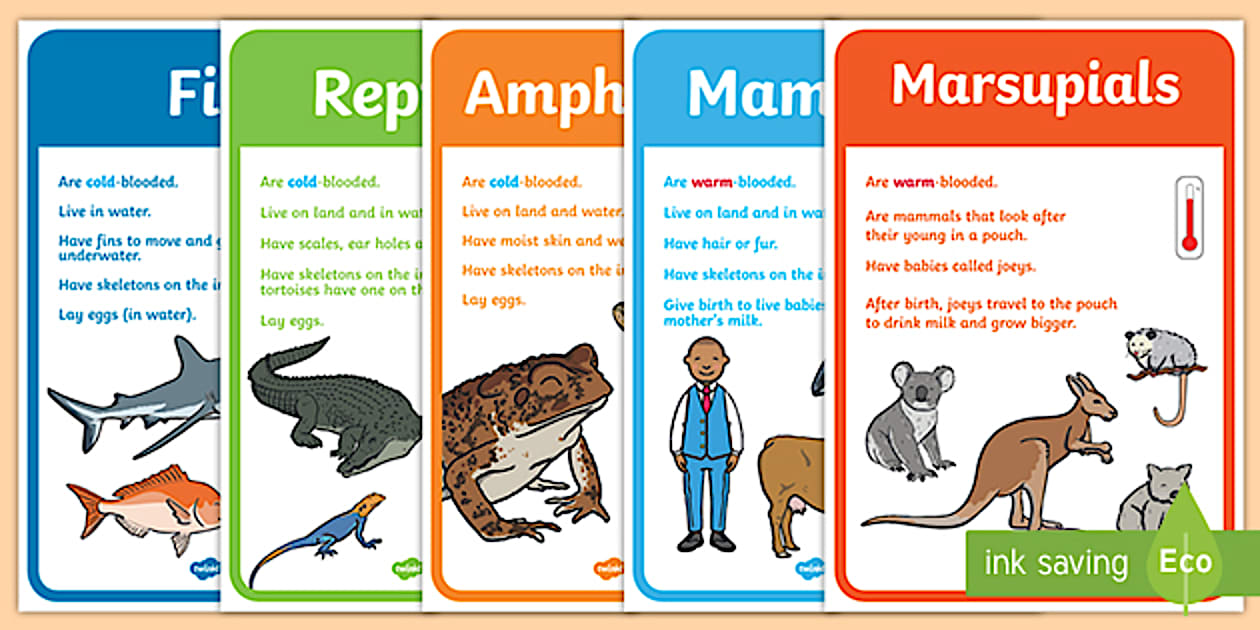 TAS Animal Groups Display Posters (teacher made) - Twinkl