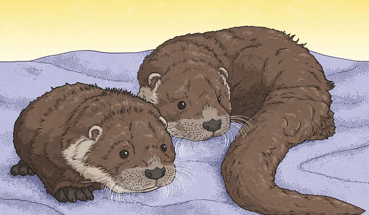 Plans for Otter Hospital to Be Built - Twinkl NewsRoom