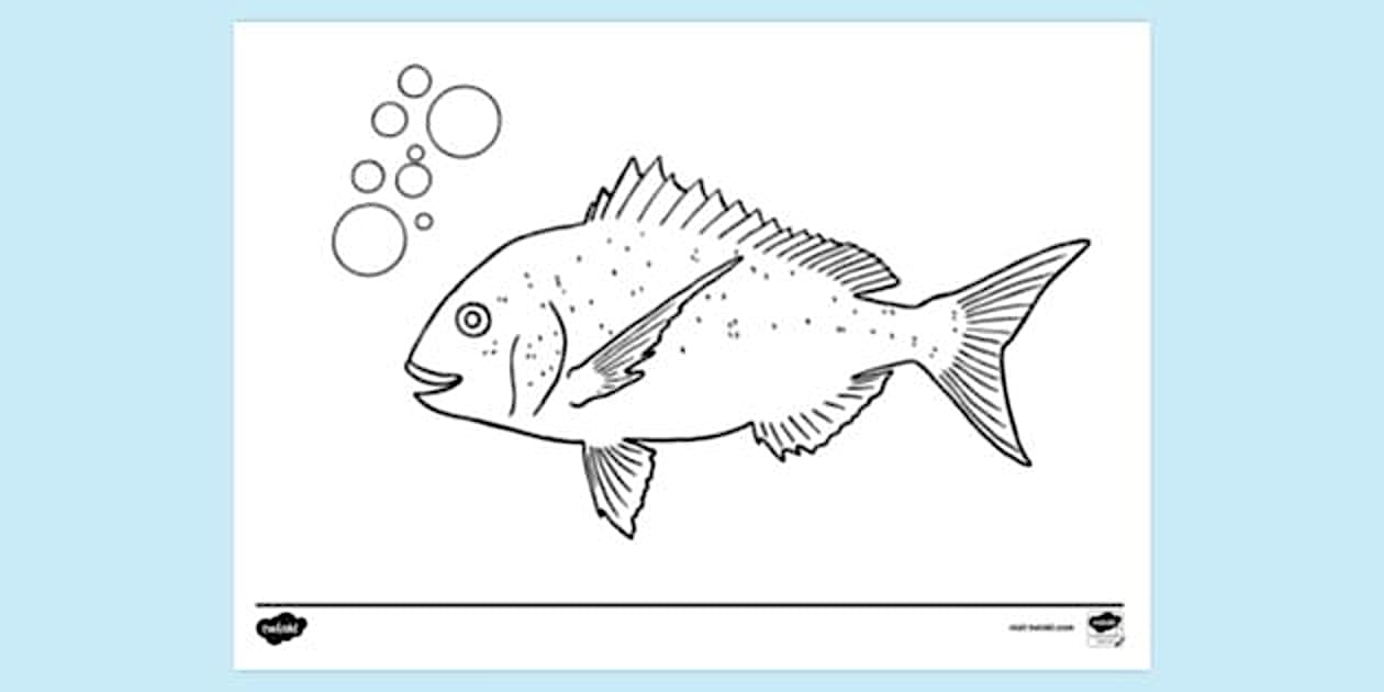 Snapper Fish Colouring Sheet | Colouring Sheets - Twinkl