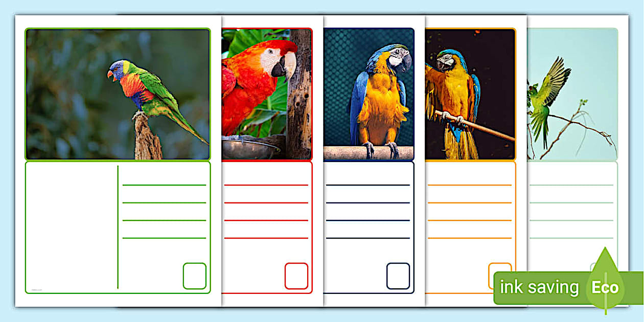 Parrot Postcards (teacher made) - Twinkl