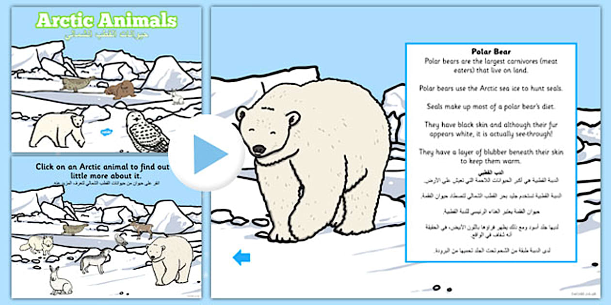 Winter Arctic Animals Habitat PowerPoint Arabic Translation