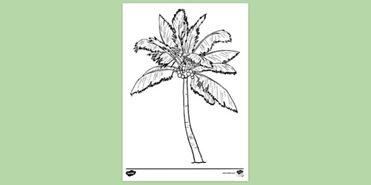 Coconut Tree Colouring Page - Primary School (Teacher-Made)