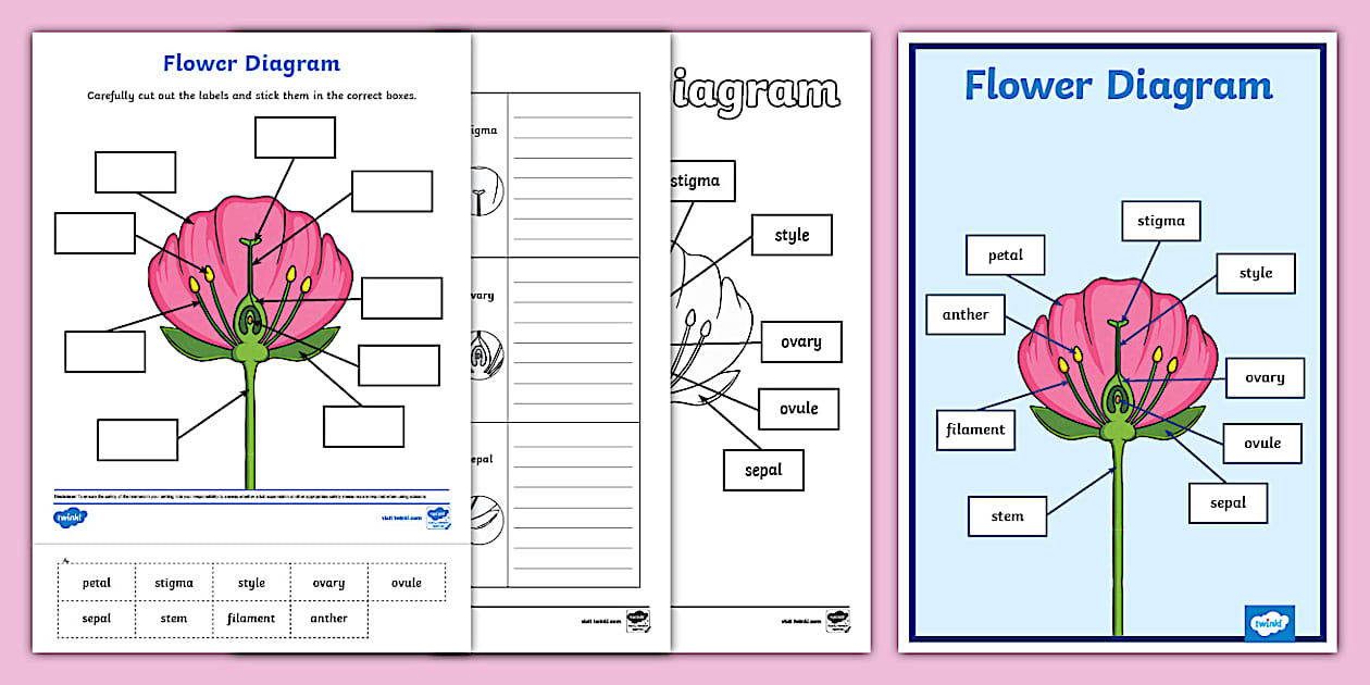 Flower Diagram Activity Pack - Twinkl