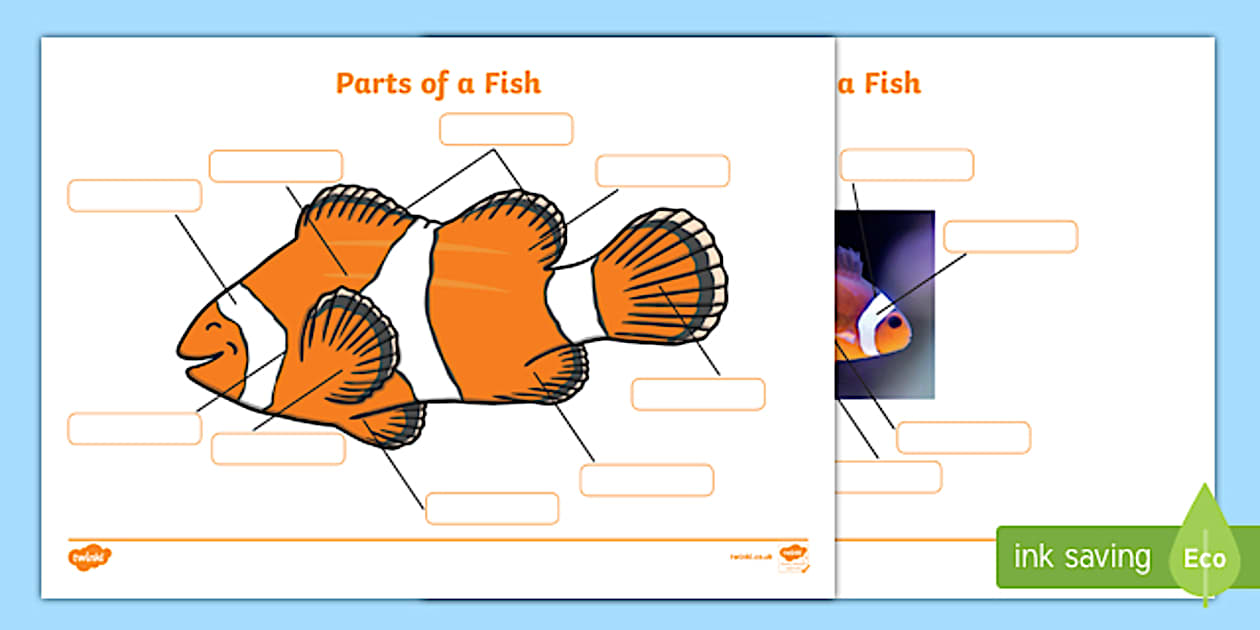 Parts of a Fish Labeling Sheets (Under the Sea)- parts of a fish, parts ...
