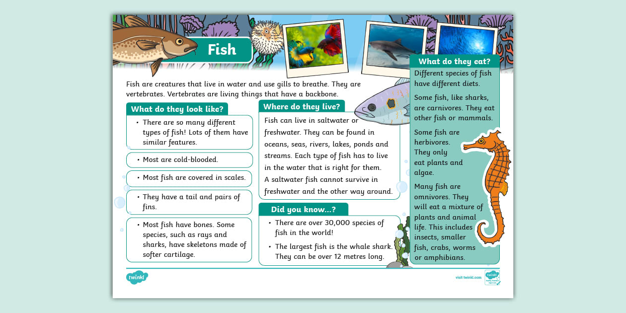 Fish Fact File - Science - KS1 - Animals - Twinkl