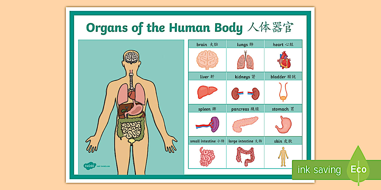 Organs of the Body Vocabulary Display Poster English/Mandarin Chinese
