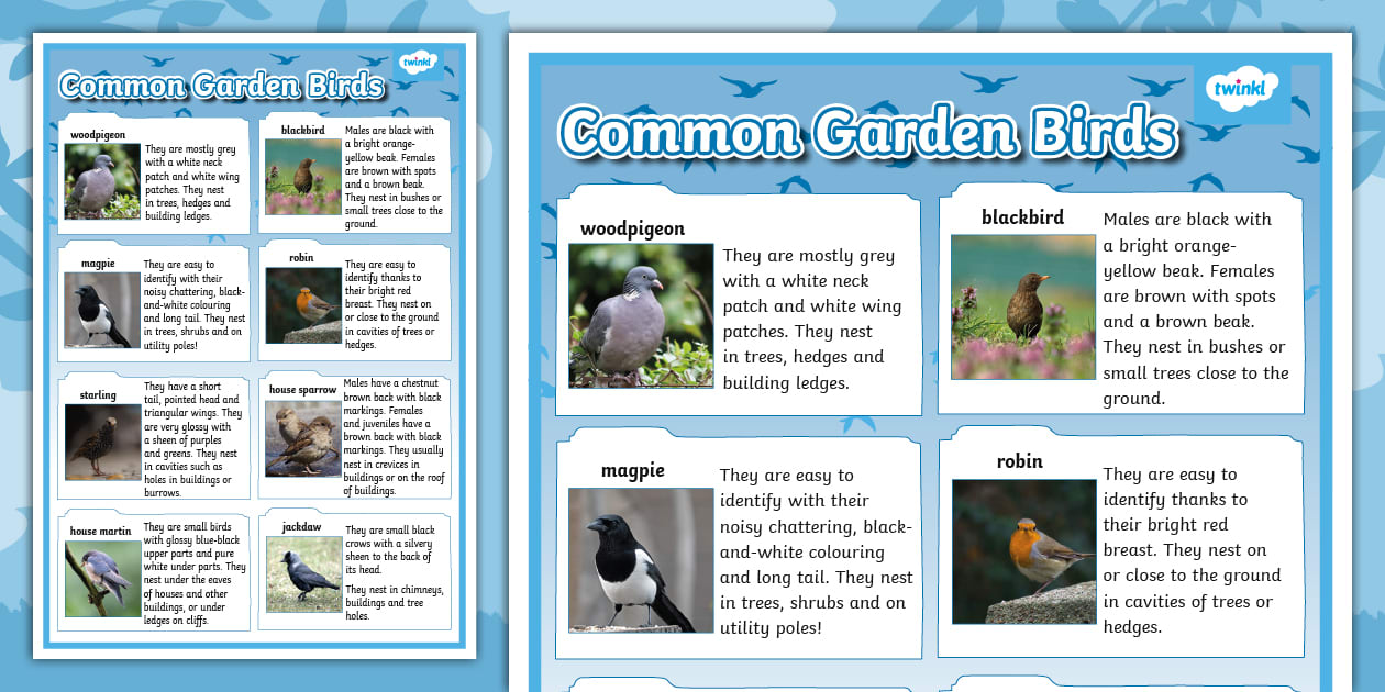 Common Garden Birds Recognition Chart (creat de profesori)
