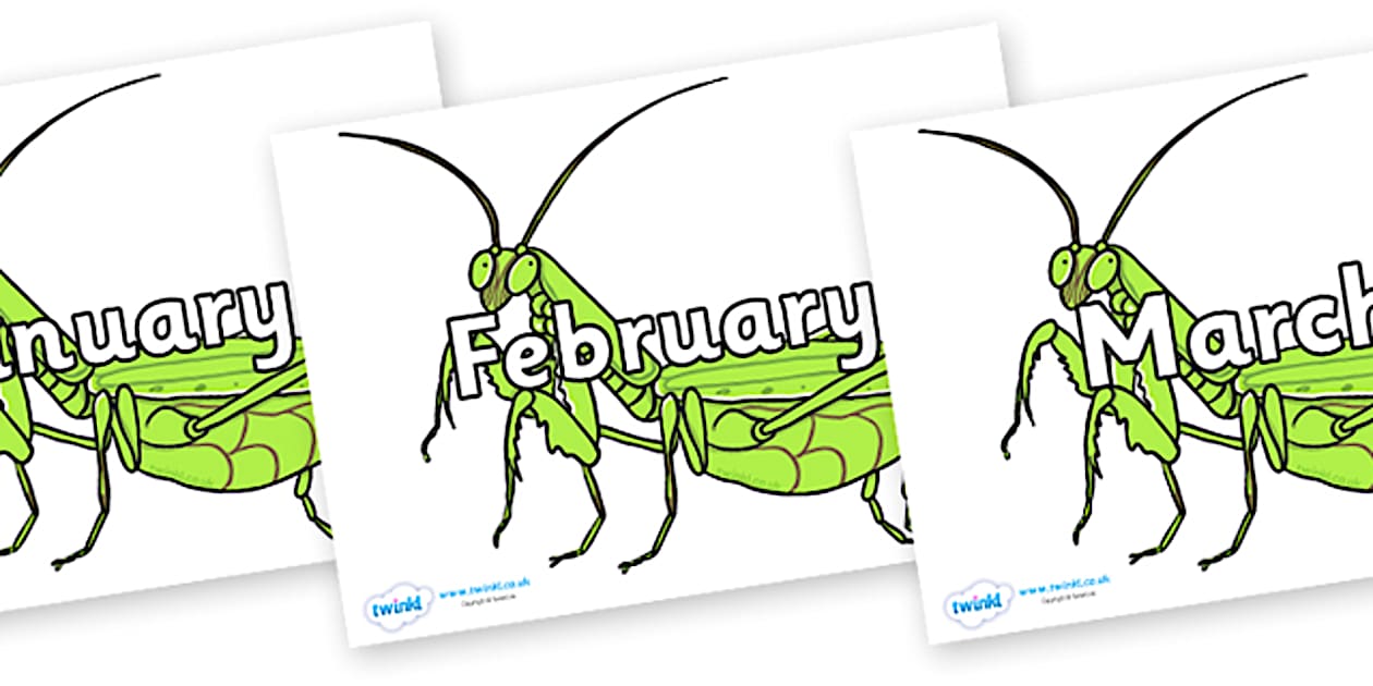 Precursive Months of the Year on Praying Mantis - Twinkl