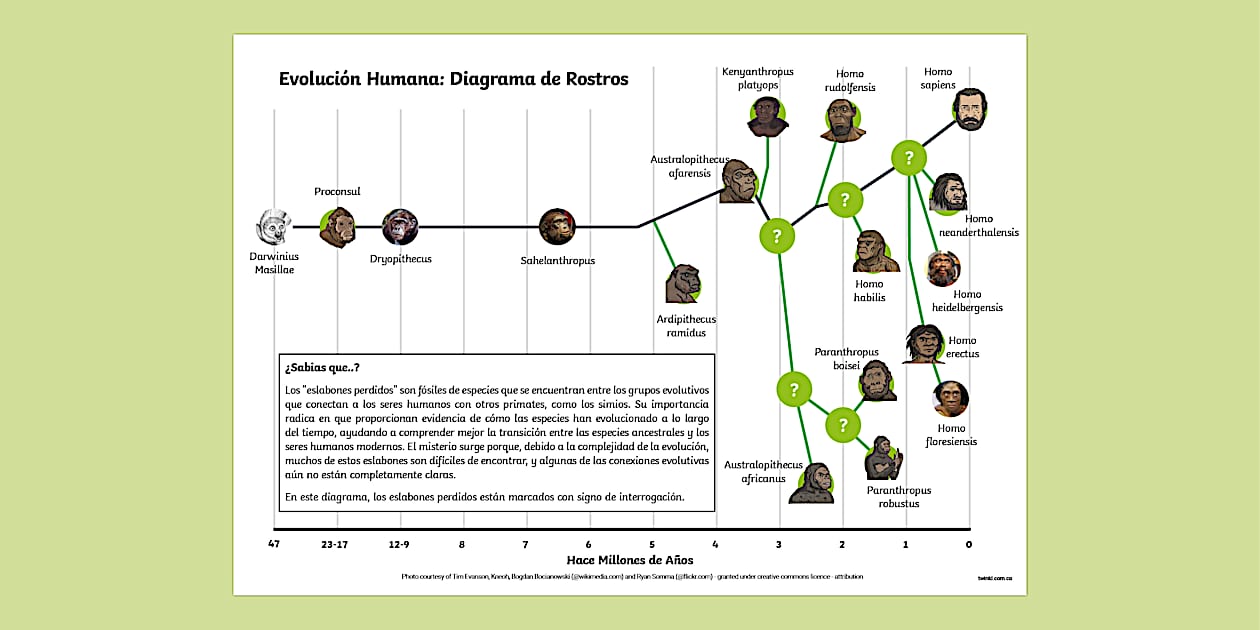 Poster Evolución Humana Diagrama De Rostros Twinkl Colombia